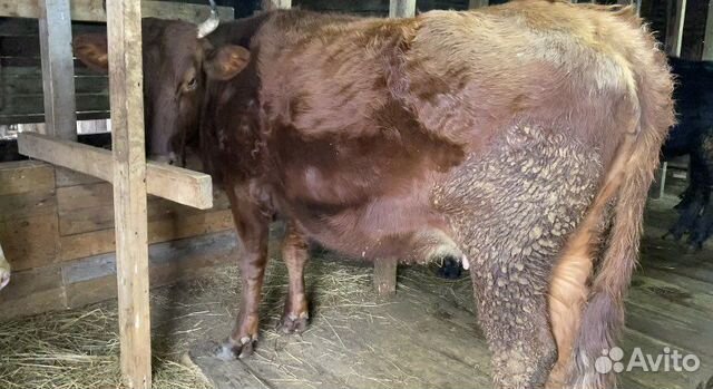 2 коровы стельные, 3 бычка, один двухгодовалый,дву