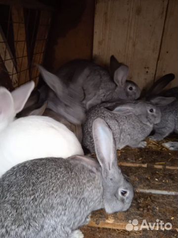 Продаются крольчата