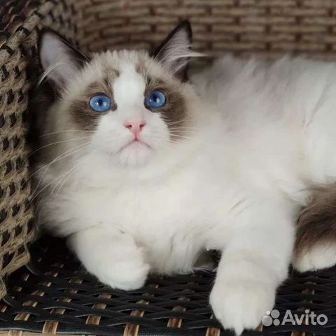 С родословной рэгдолл 3 мес., Barry