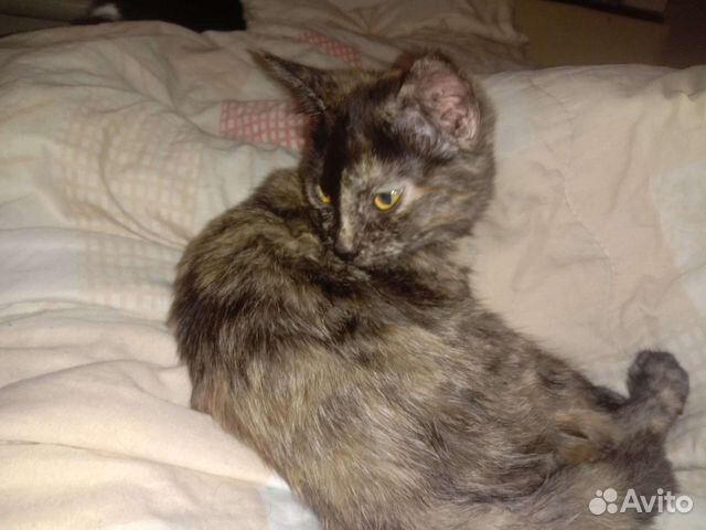 Кошечка в добрые руки Мама сиамка к лотку приучена