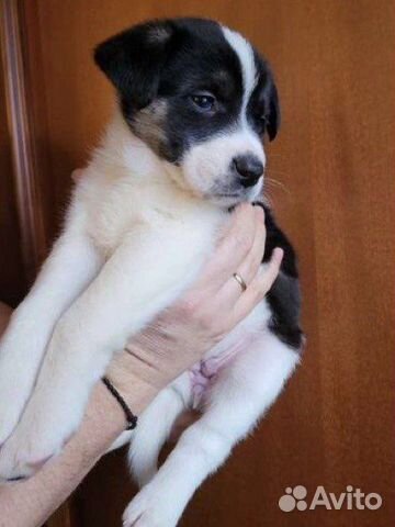 Щенок(смесь с хаски) ищет дом