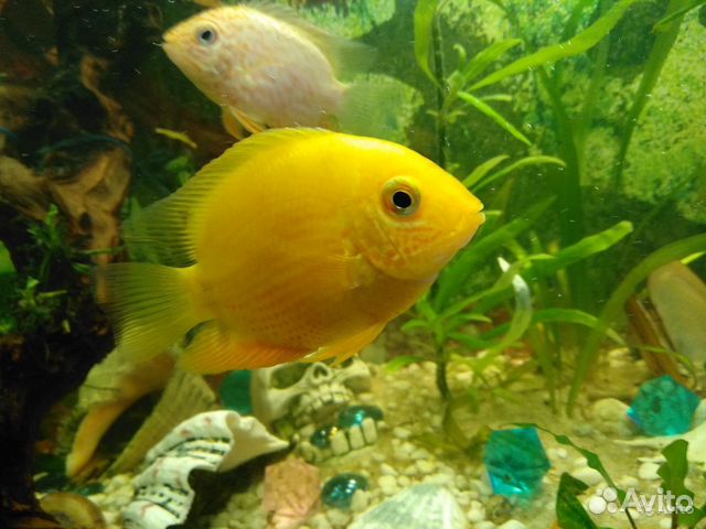 Северум красноточечный самец