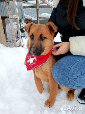 Щенок в добрые руки