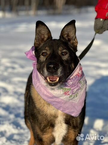 Собака в дом