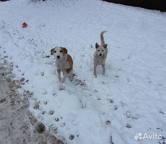 Очаровательные малышки