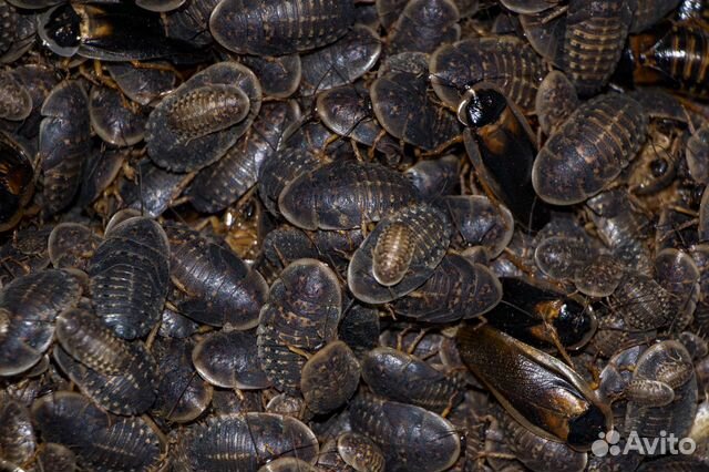 Аргентинский таракан (Blaptica dubia)