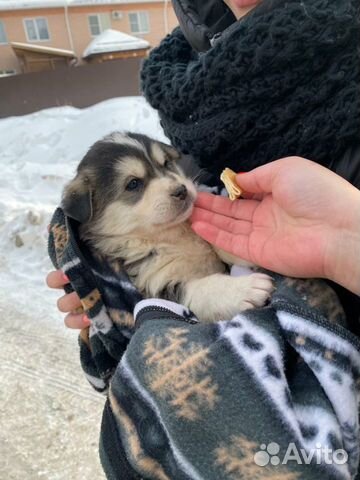 Щенки пристройство