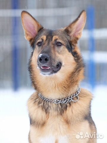 Джен ищет свой дом