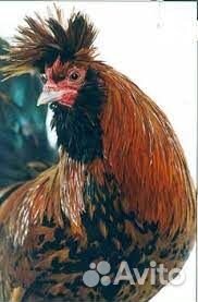 Петушки Павловские золотые