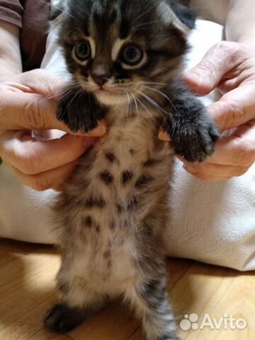 Котята. Мама Шотландская вислоухая, папа не извест