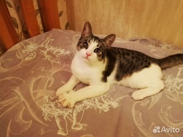 Котята в добрые руки бесплатно