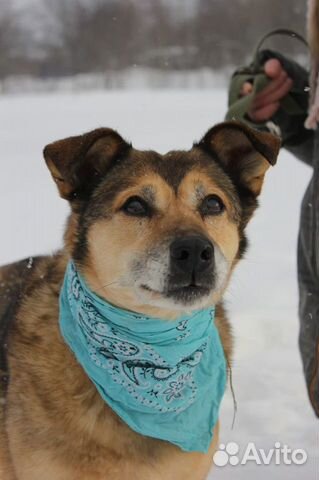 Ласковая спокойная и добрая красавица Груша, отдам