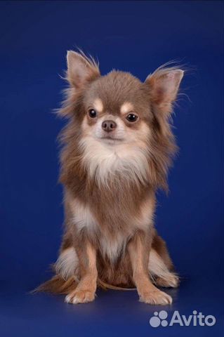 Лилово-подпалый мальчик чихуахуа