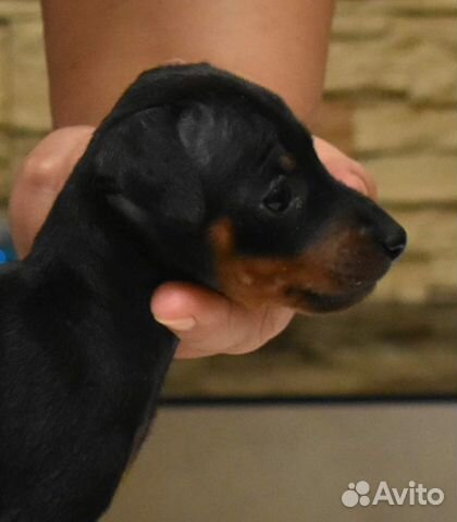 Цвергпинчер