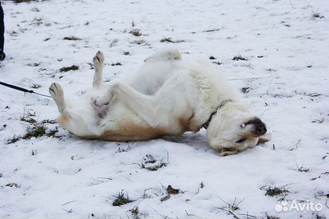 24/7 в холодной грязной клетке сидит умный пес