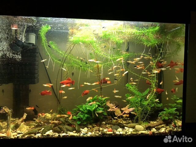Аквариум с тумбой бу