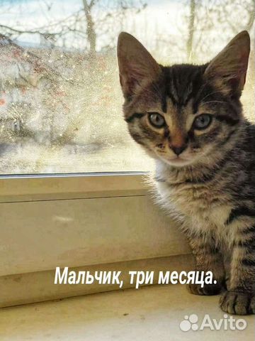 Котёнок Корнет