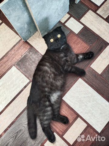 Кошка