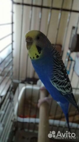 Волнистый попугай самка