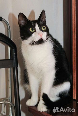 Кошка Лулу 2 года