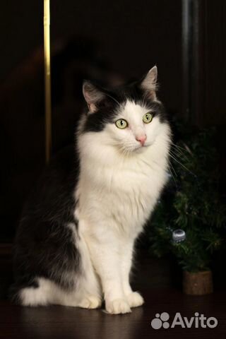 Шикарный кот Альберт ищет дом