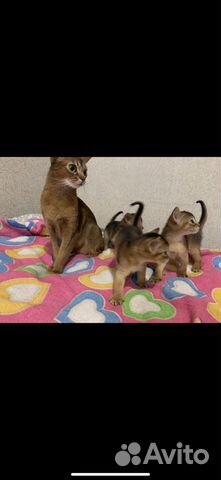 Аббисинские котята