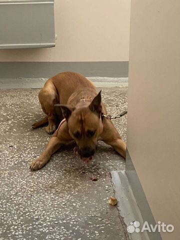 Собака в добрые руки