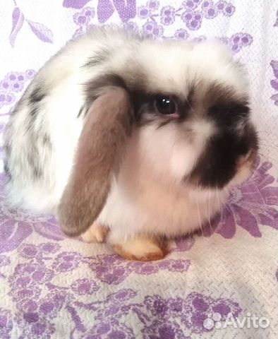 Карликовый вислоухий кролик