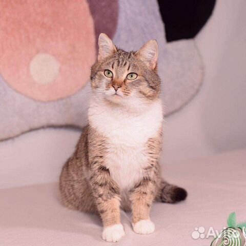 Хозяйка котика больше не может о нем заботиться