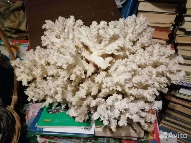 Кораллы для аквариума