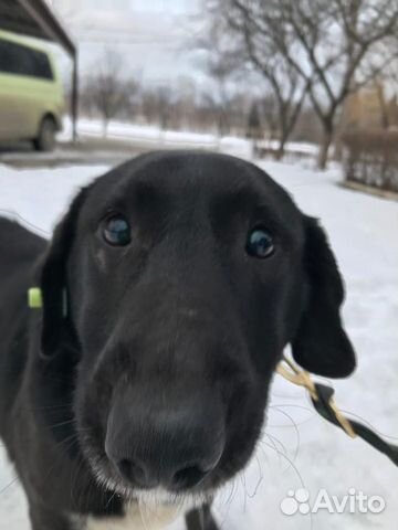 Ищет дом не большая Собачка Кася