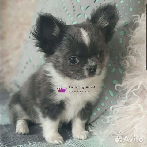 Чихуахуа голубая девочка