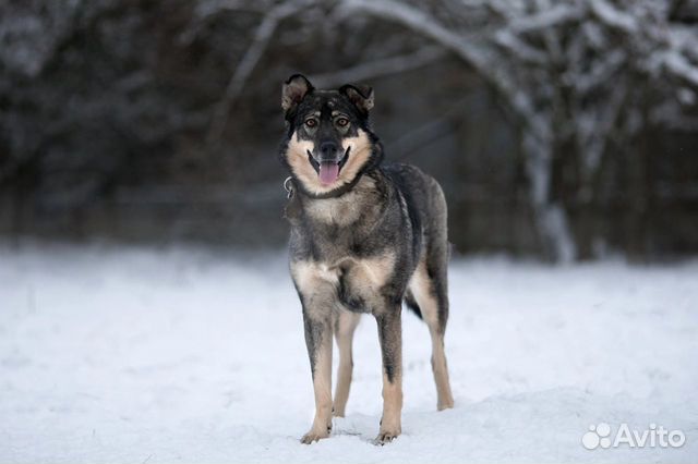 Собака Кукуся ищет дом