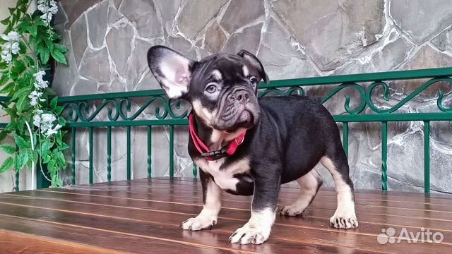 Мальчики французики