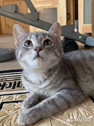 Отдам бесплатно котят в добрые и заботливые руки