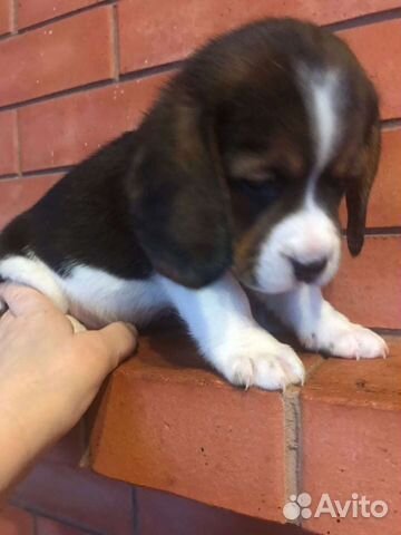 Щенки бигль