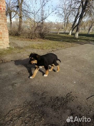 Щеночки В дом