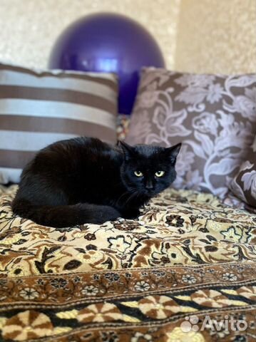 Чарли котя