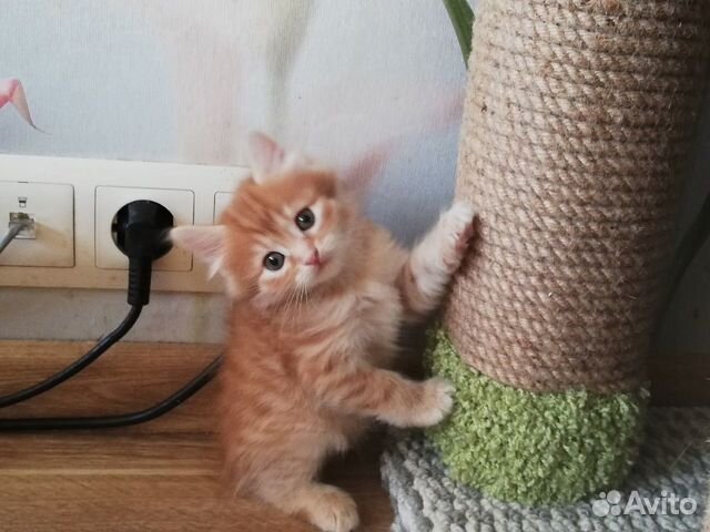 Котята Курильского бобтейла