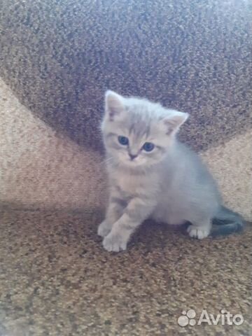 Продажа котят