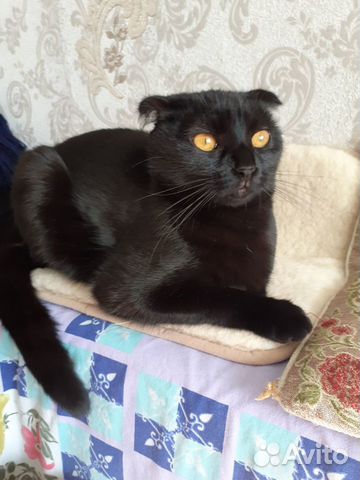 Вязка кошка