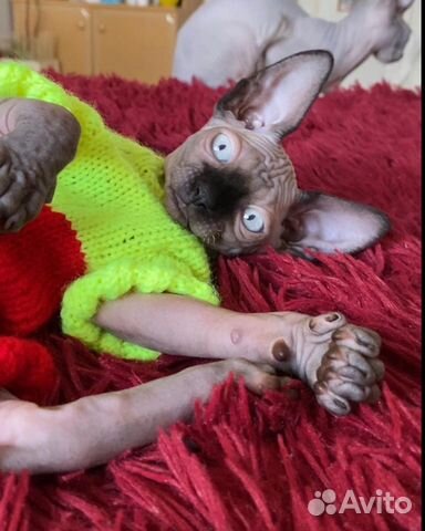 Лапочка дочка