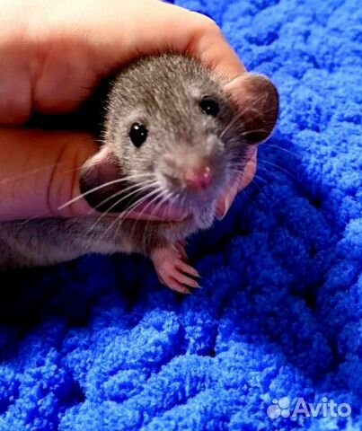 Крысята дамбо агути