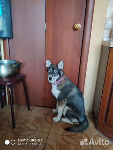 Метис хаски