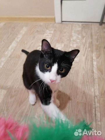 Лучший черно белый котенок ищет дом