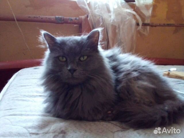 Котик Соломон