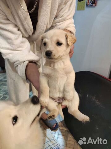 Щенки лабрадора