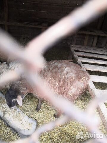 Баран на племя