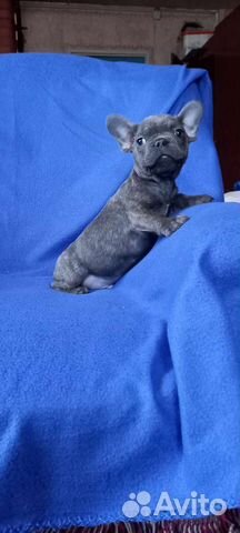 Щенки французского бульдога