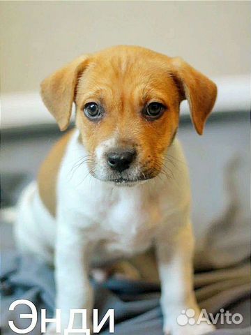 Щенок в добрые руки